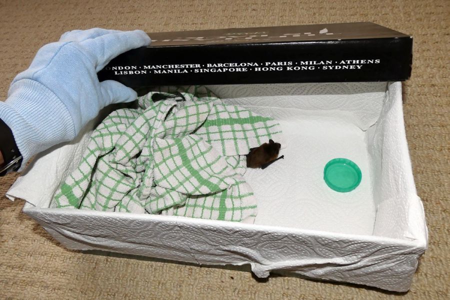 Help, I've found a bat! - Kent Bat Group